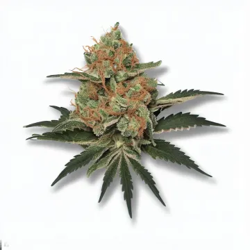 Apple Jack Cannabis Strain: Sweet, Earthy Aroma & Relaxing Effects